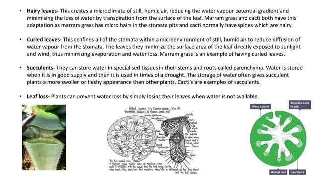 Adaptations of plants- Xerophytes and hydrophytes | PPTX