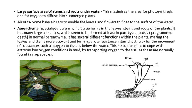 Adaptations of plants- Xerophytes and hydrophytes | PPTX