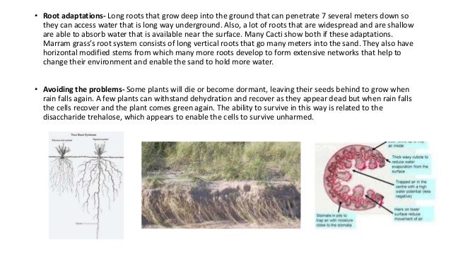 Xerophytes Adaptations