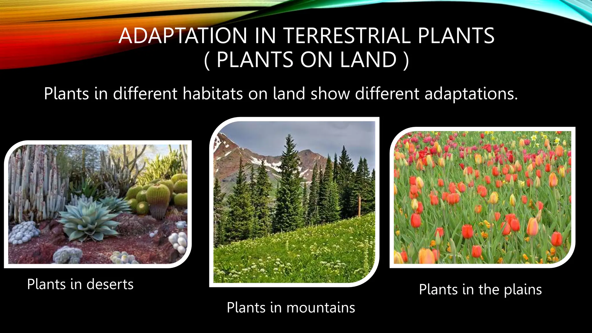 Adaptations of plants of different habitat GRADE 4 science | PPTX