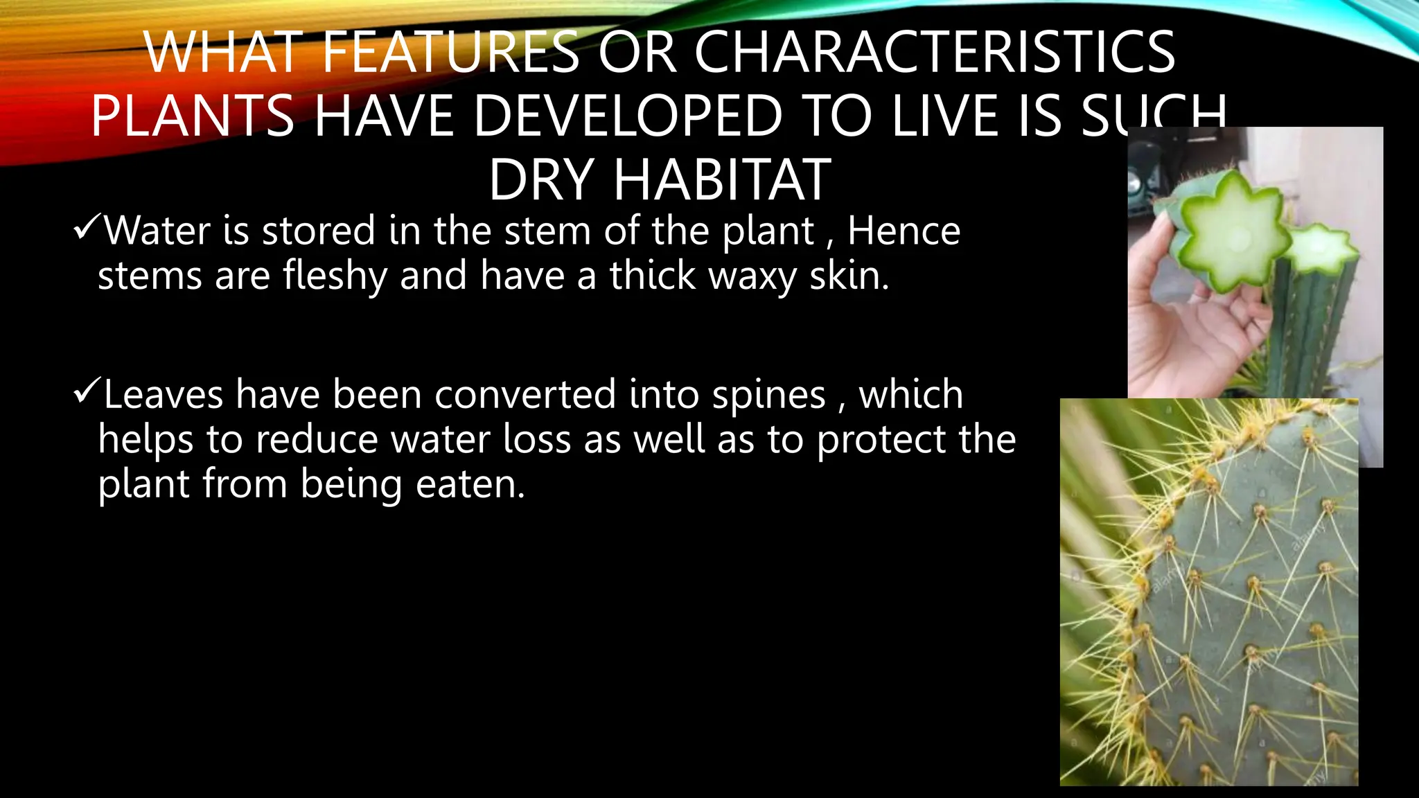 Adaptations of plants of different habitat GRADE 4 science | PPTX