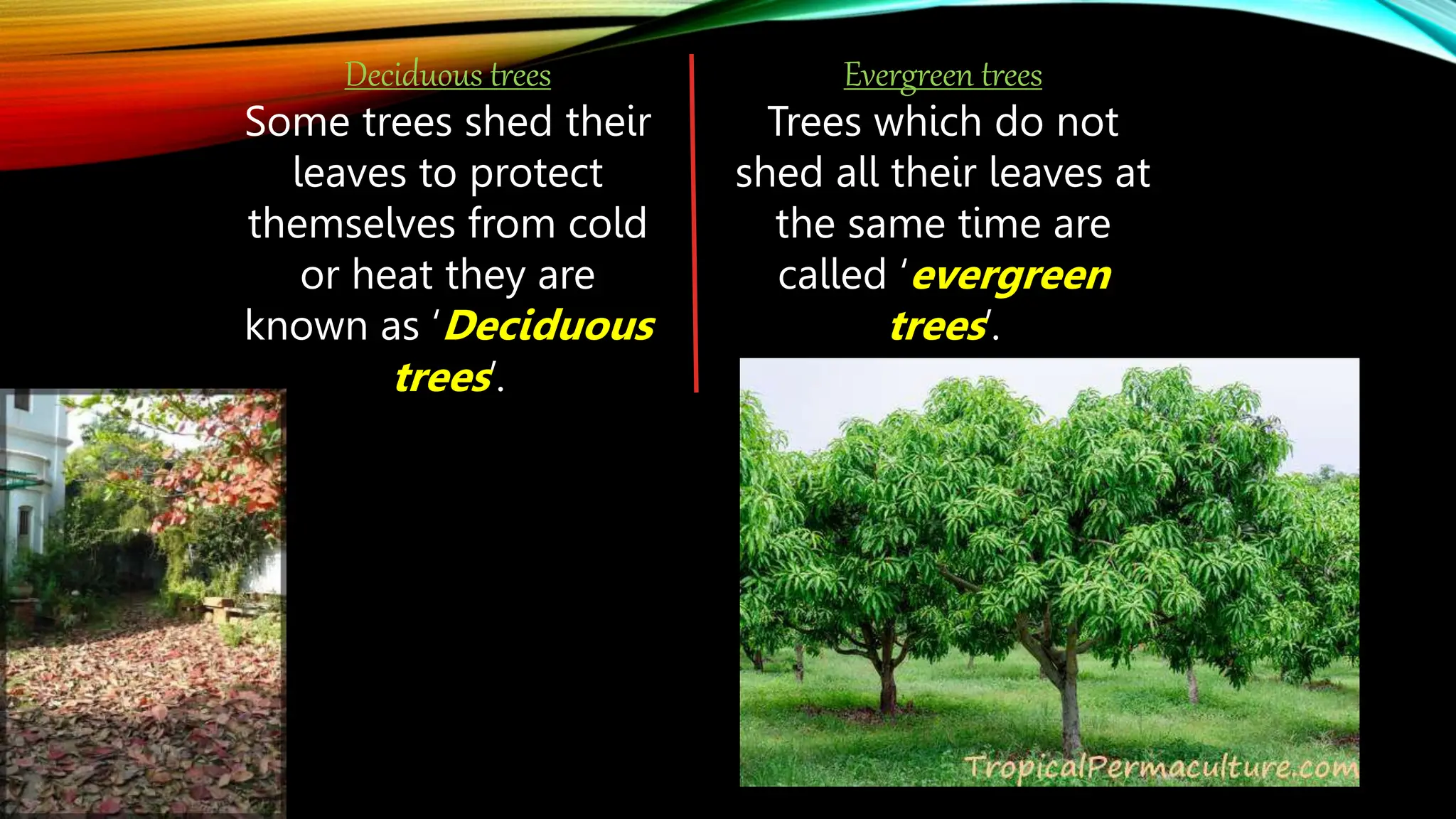 Adaptations of plants of different habitat GRADE 4 science | PPTX
