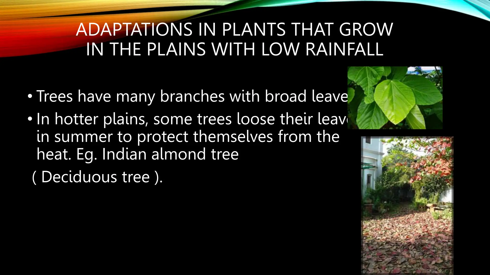Adaptations of plants of different habitat GRADE 4 science | PPTX ...