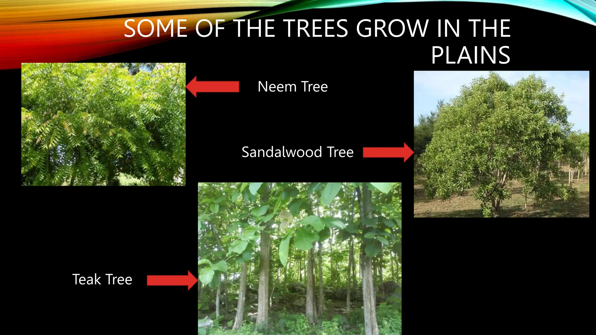 Adaptations of plants of different habitat GRADE 4 science | PPTX