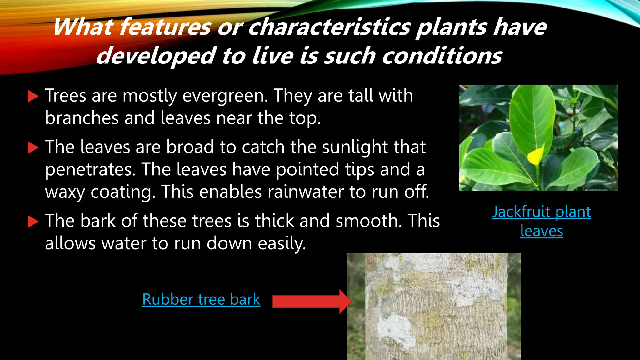 Adaptations of plants of different habitat GRADE 4 science | PPTX