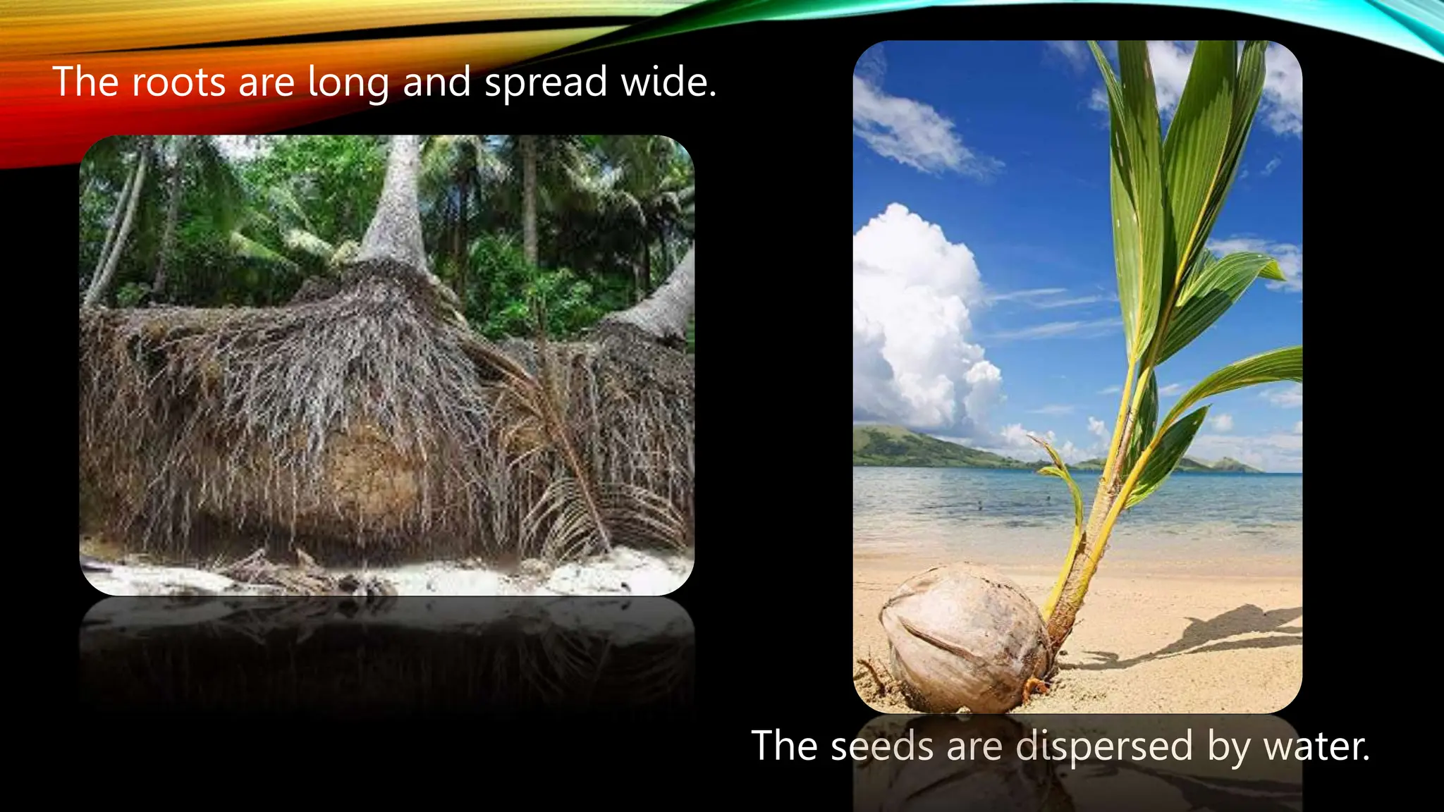 Adaptations of plants of different habitat GRADE 4 science | PPTX ...