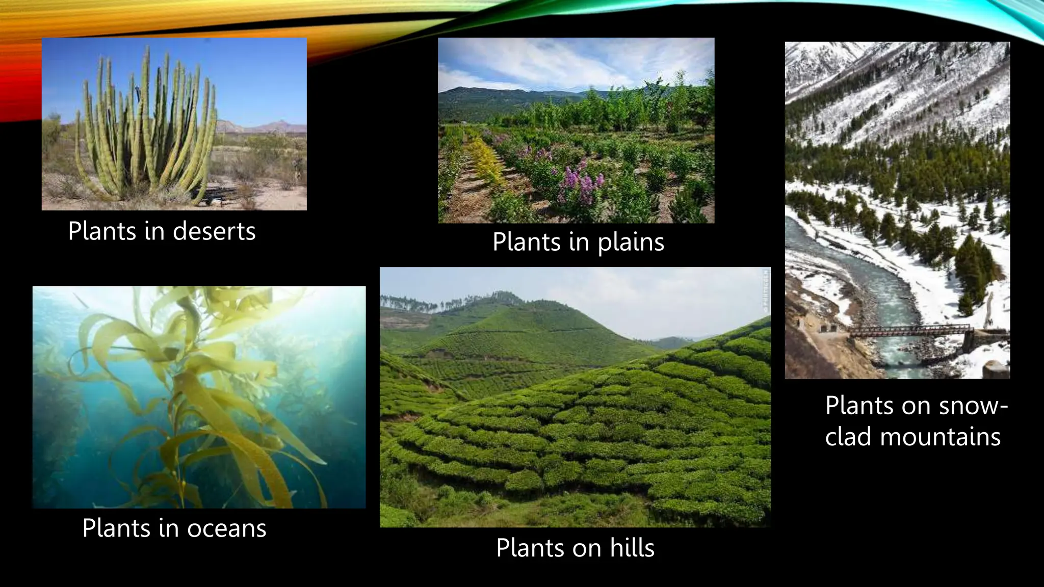 Adaptations of plants of different habitat GRADE 4 science | PPTX