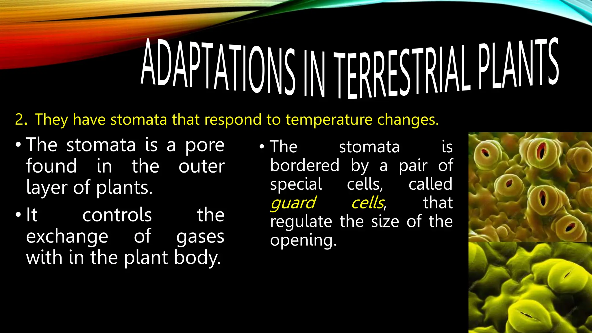 Adaptations of plants of different habitat GRADE 4 science | PPTX ...