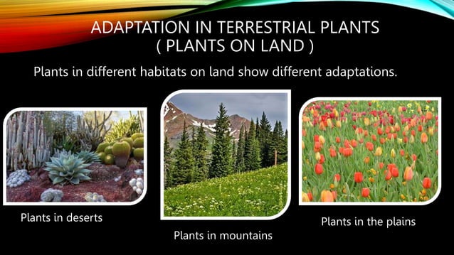 Adaptations of plants of different habitat GRADE 4 science | PPT