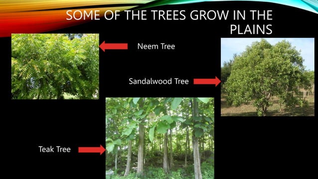 Adaptations of plants of different habitat GRADE 4 science | PPTX ...