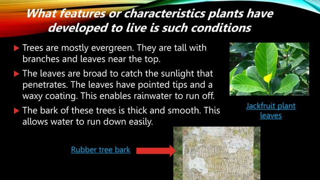 Adaptations of plants of different habitat GRADE 4 science | PPTX ...