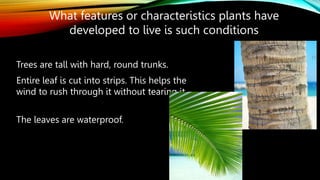 Adaptations of plants of different habitat GRADE 4 science | PPTX