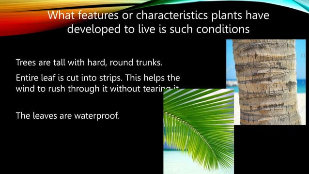Adaptations of plants of different habitat GRADE 4 science | PPT