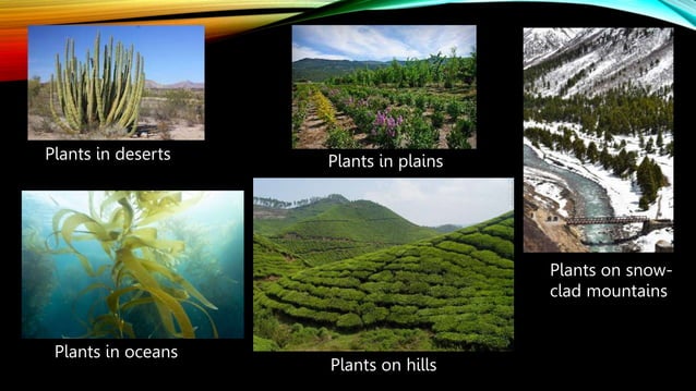 Adaptations of plants of different habitat GRADE 4 science | PPTX ...