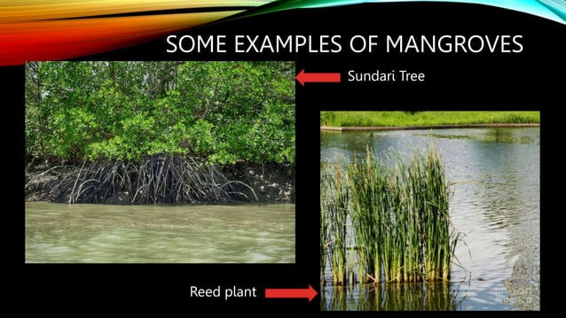 Adaptations of plants of different habitat GRADE 4 science | PPTX ...