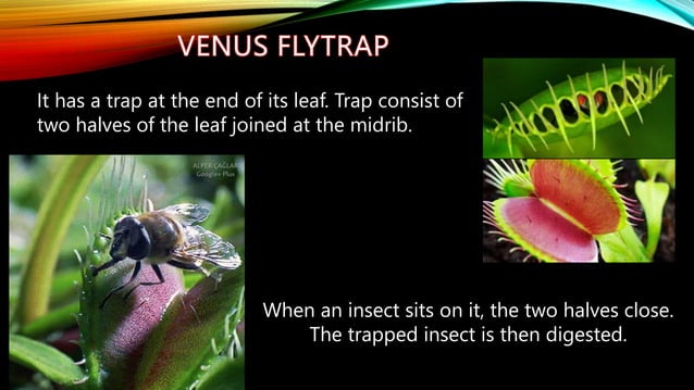 Adaptations of plants of different habitat GRADE 4 science | PPTX ...
