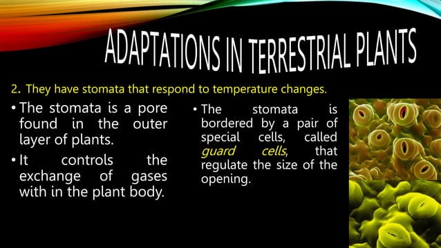 Adaptations of plants of different habitat GRADE 4 science | PPTX ...