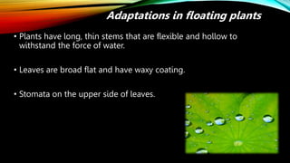 Adaptations of plants of different habitat GRADE 4 science | PPTX