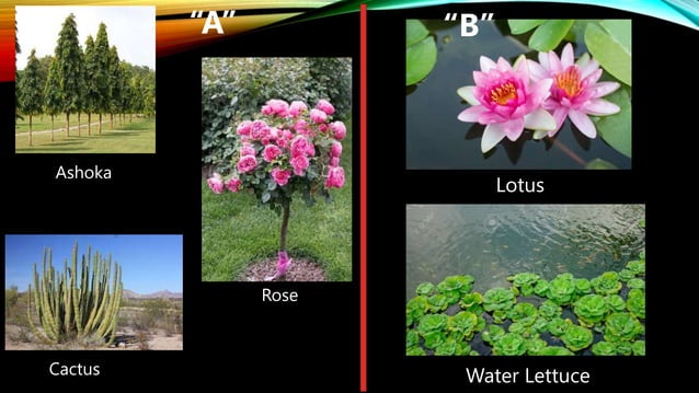 Adaptations of plants of different habitat GRADE 4 science | PPTX ...