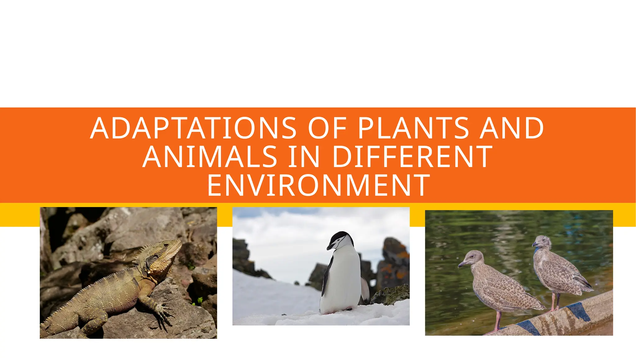 Adaptations of plants and animals in different environment.pptx