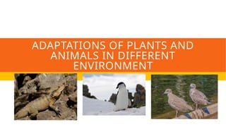 Adaptations of plants and animals in different environment.pptx