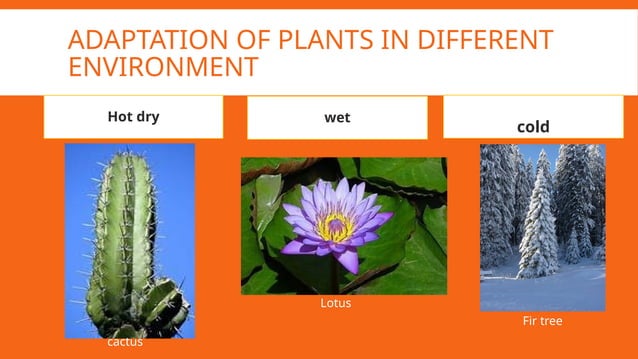 Adaptations of plants and animals in different environment.pptx