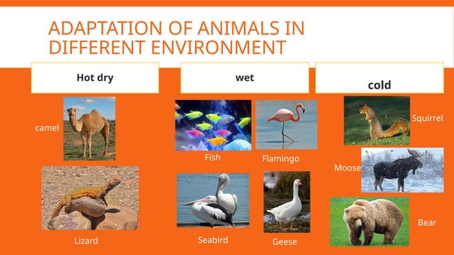 Adaptations of plants and animals in different environment.pptx