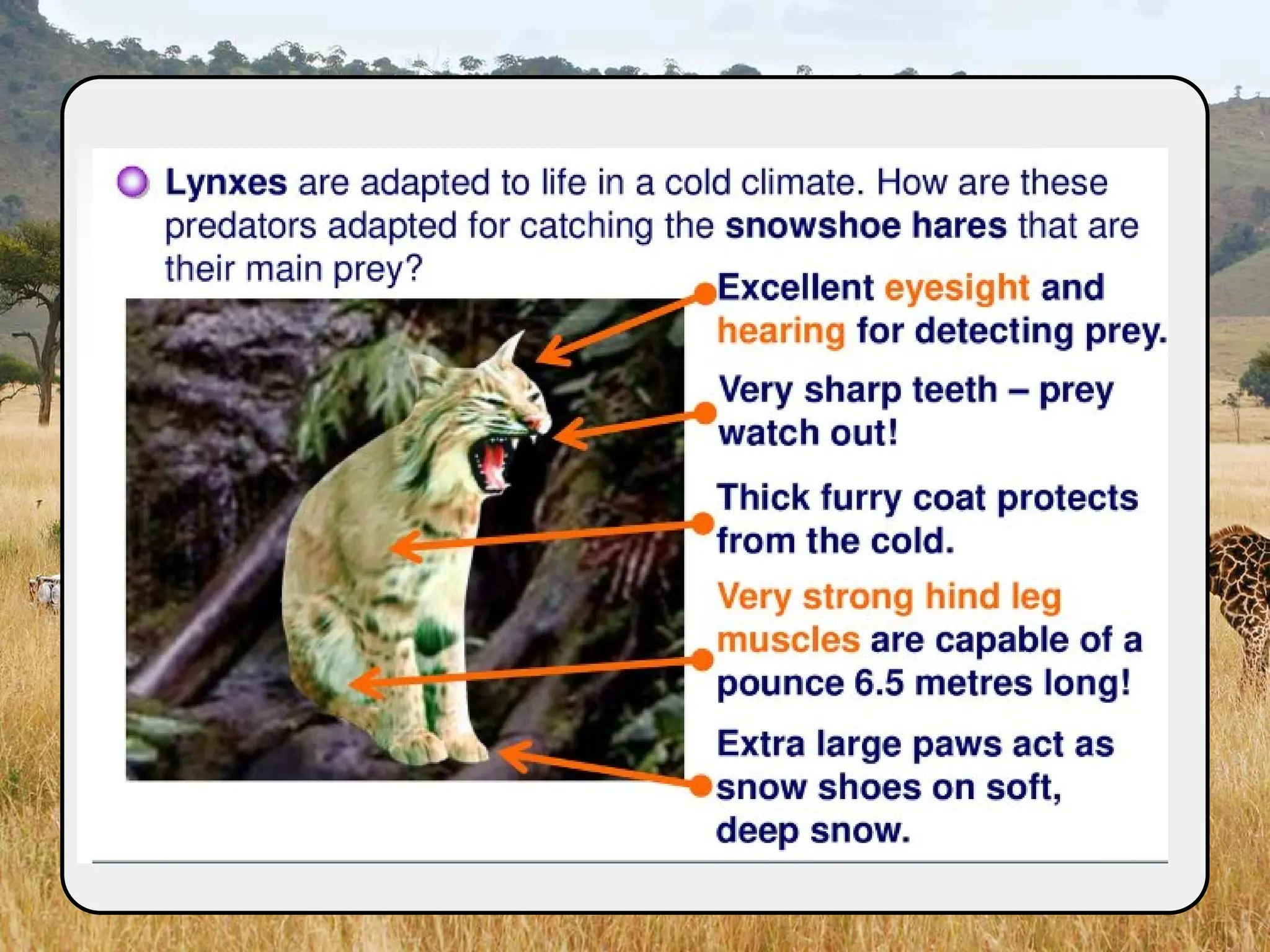 Adaptations of Predator and Preyyyy.pptx