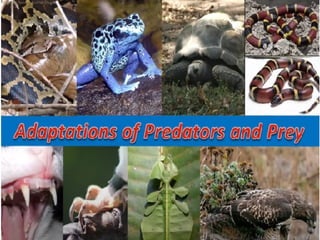 Adaptations of Predator and Preyyyy.pptx