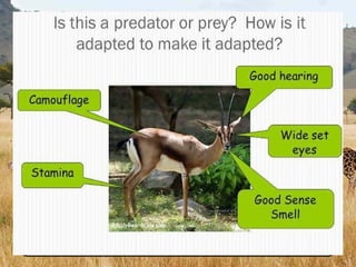 Adaptations of Predator and Preyyyy.pptx