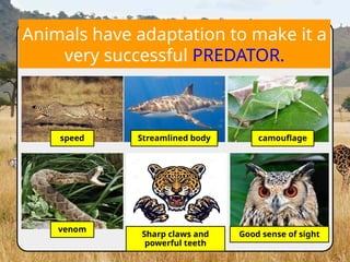 Adaptations of Predator and Preyyyy.pptx