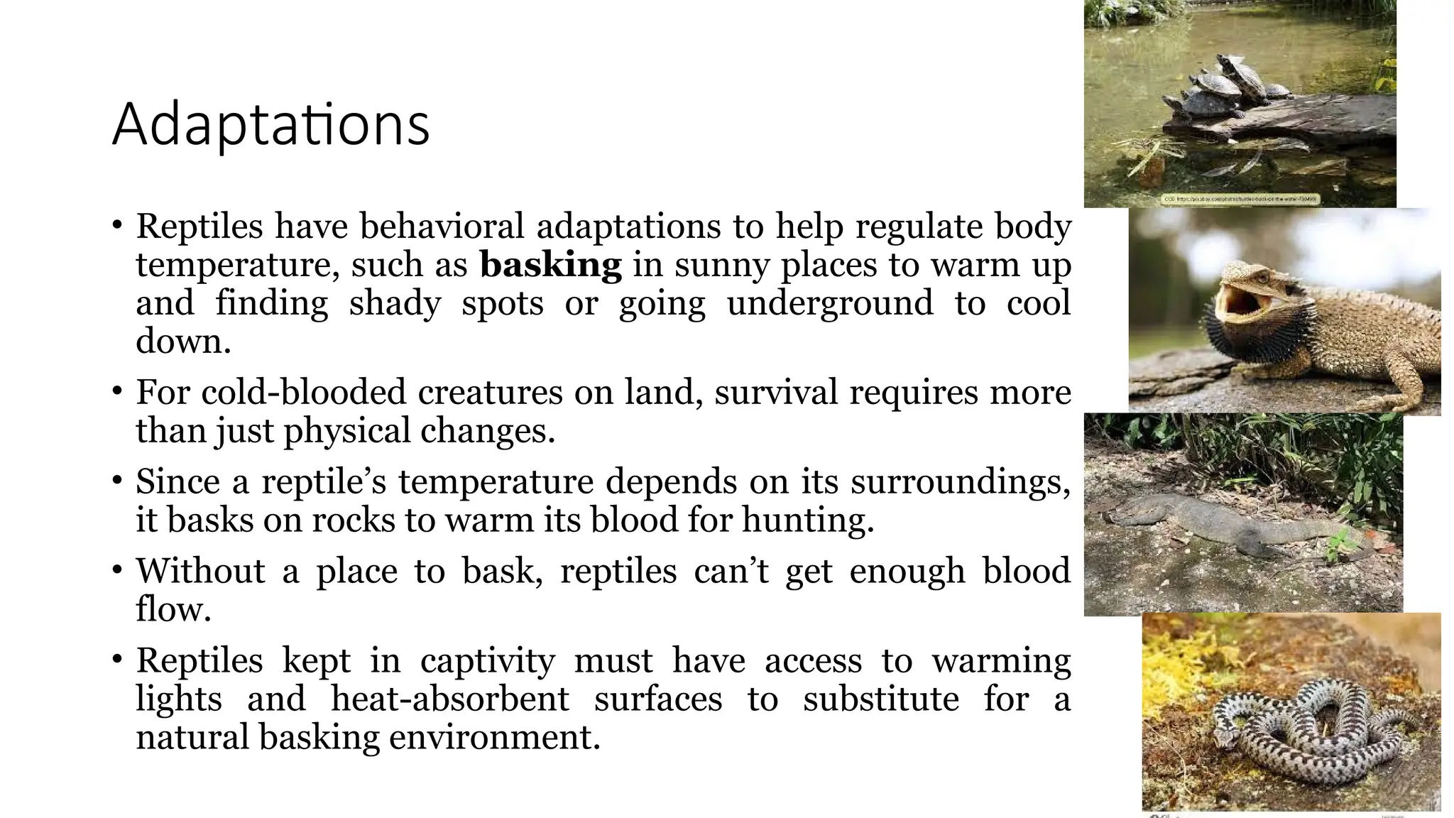 Adaptations of reptiles in context of animal diversity | PPTX