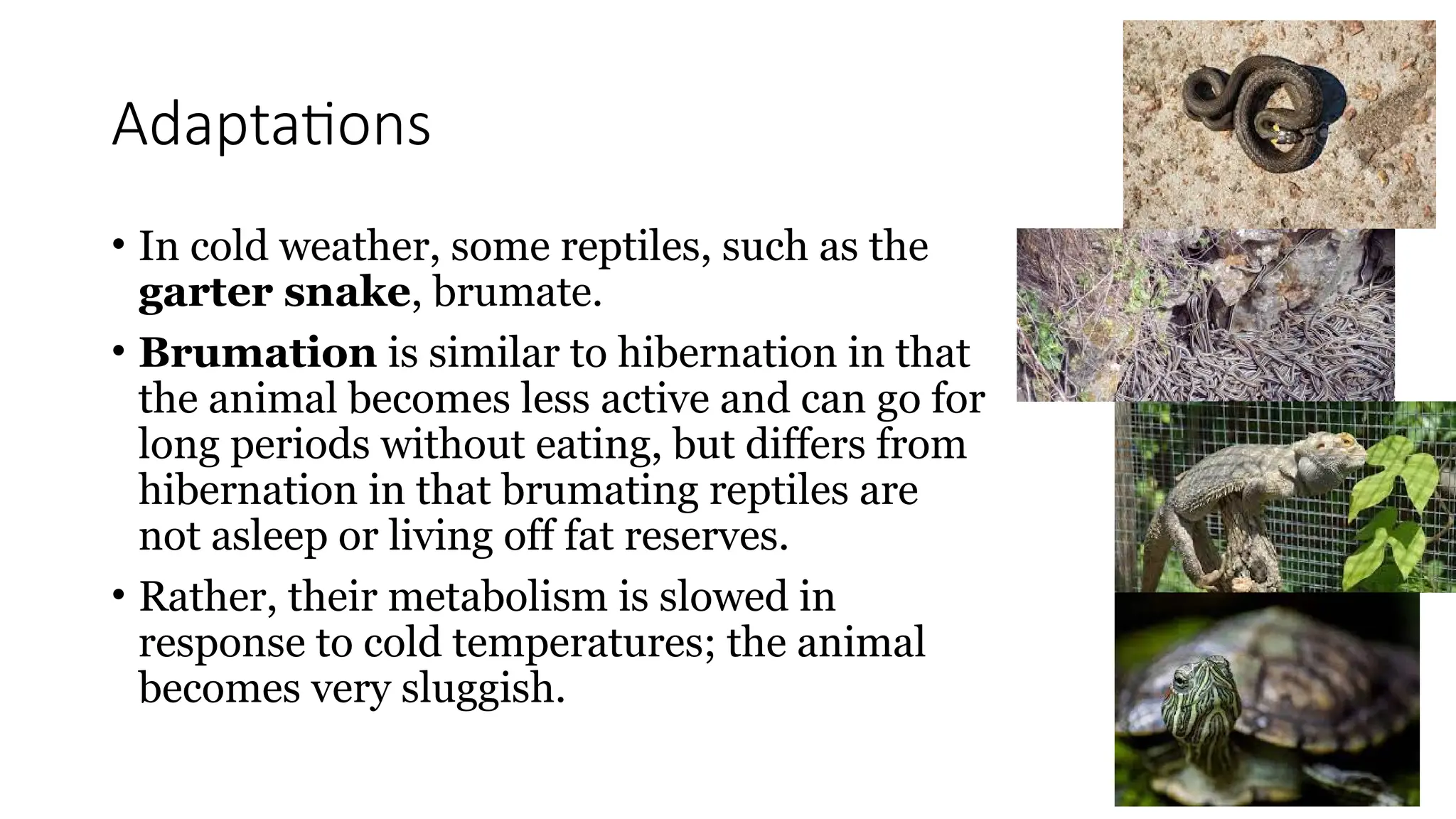 Adaptations of reptiles in context of animal diversity | PPTX