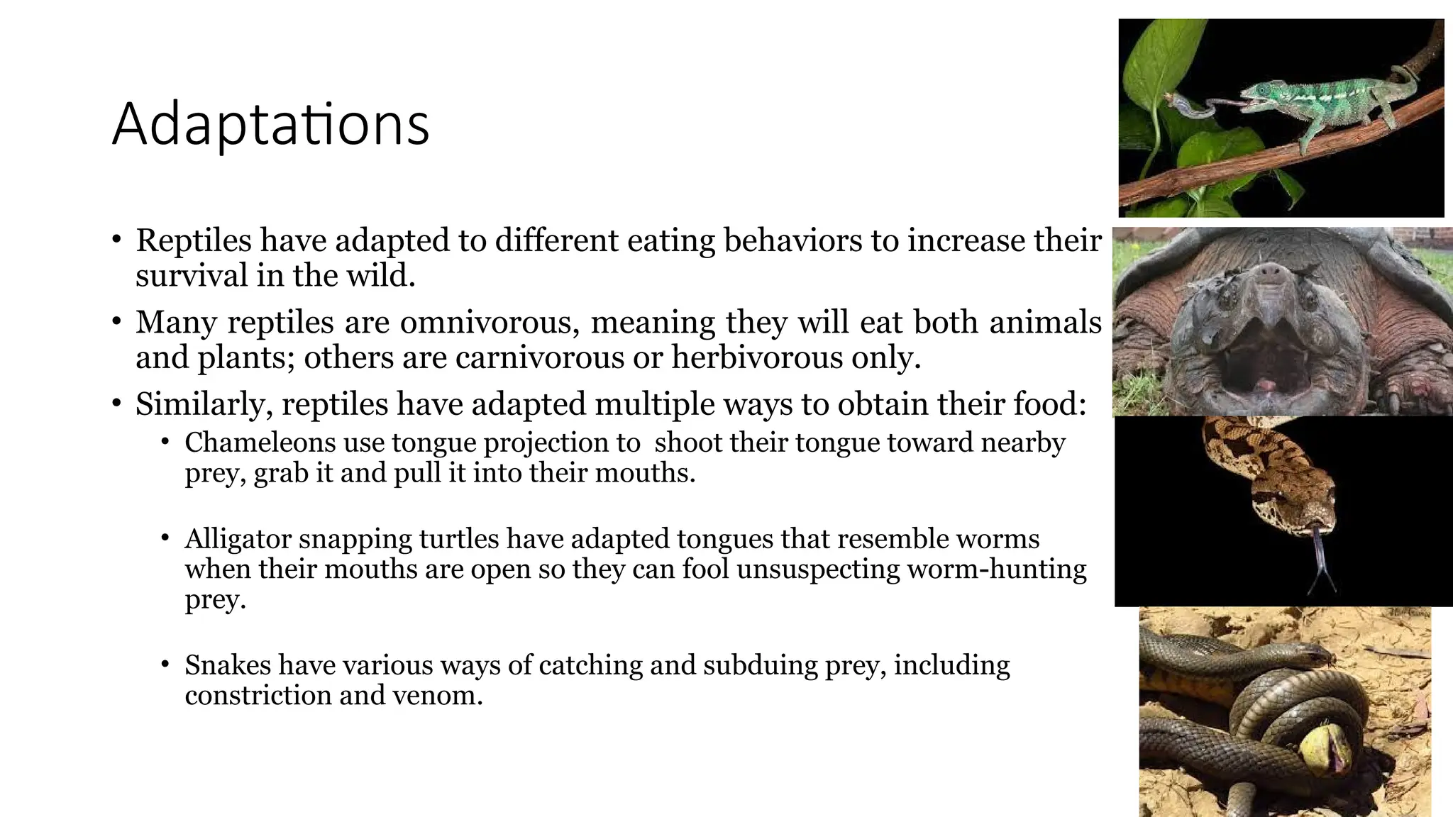 Adaptations of reptiles in context of animal diversity | PPTX