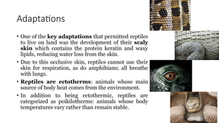 Adaptations of reptiles in context of animal diversity | PPTX