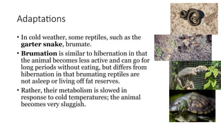Adaptations of reptiles in context of animal diversity | PPTX