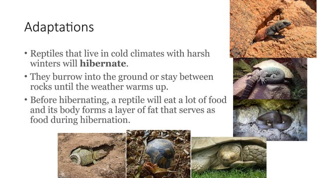 Adaptations of reptiles in context of animal diversity | PPTX