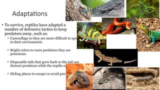 Adaptations of reptiles in context of animal diversity | PPT