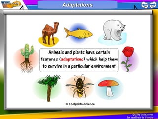Adaptations & populations | PPT