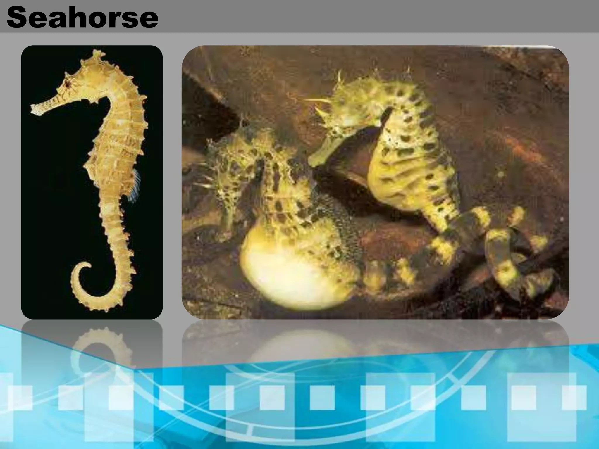 Adaptations powerpoint | PPTX