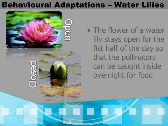 Adaptations powerpoint | PPT