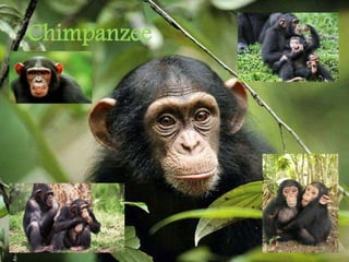 Chimpanzee Adaptations