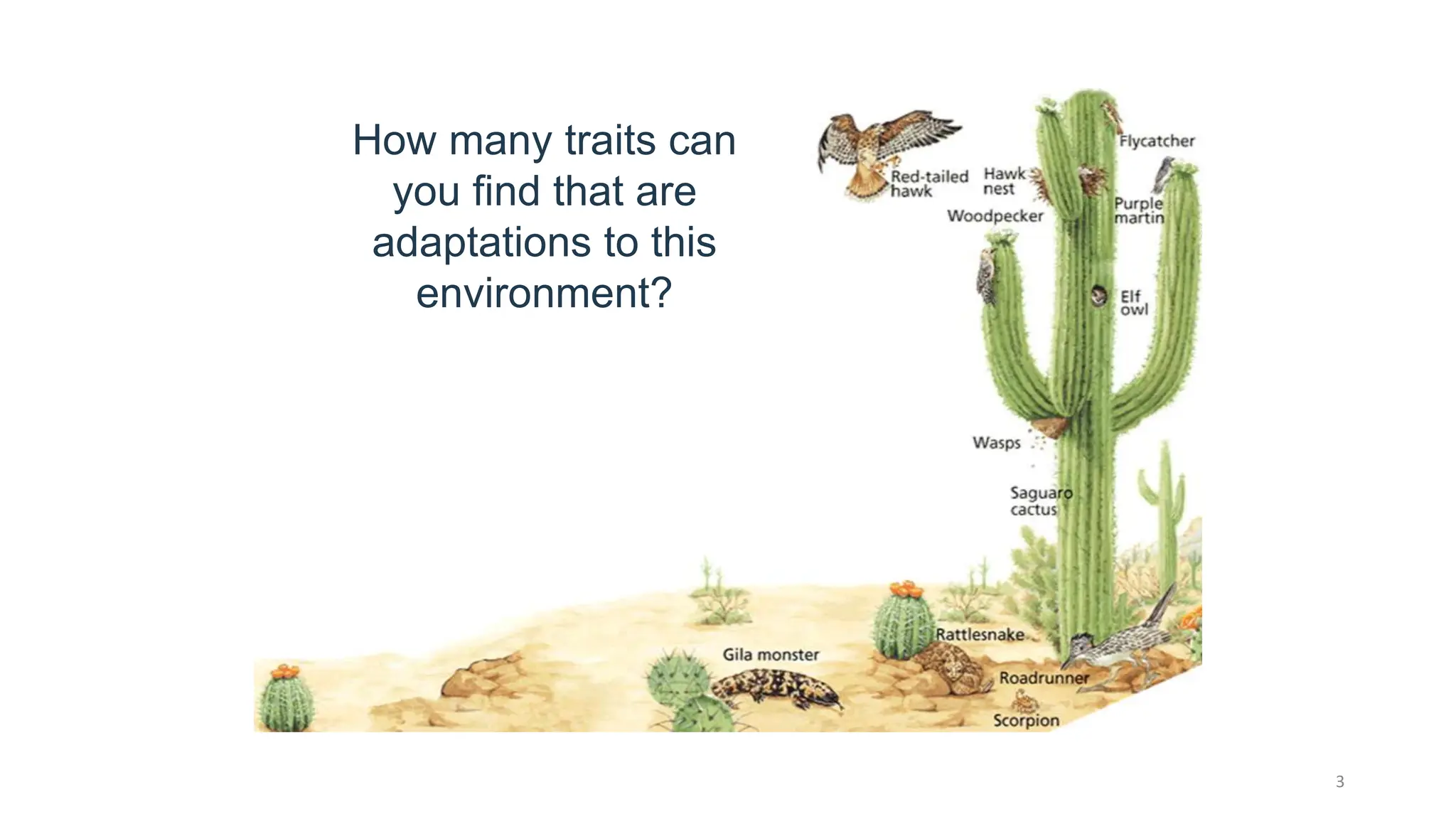 Extreme adaptations for Lower Secondary Checkpoint | PPTX