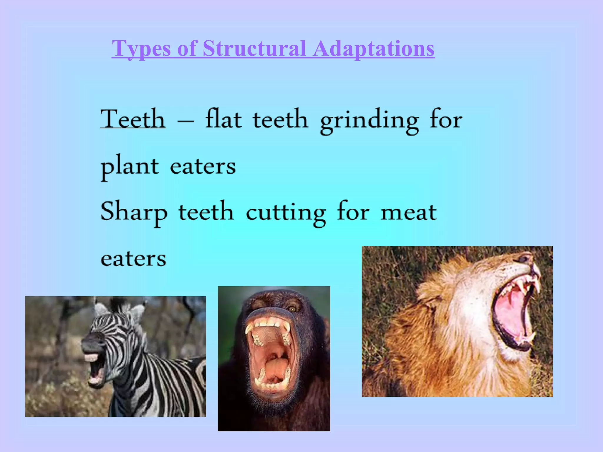 Adaptations ppt | PPT
