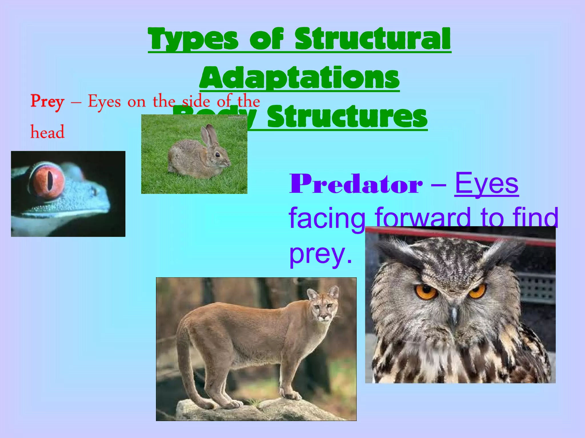 Adaptations ppt | PPT