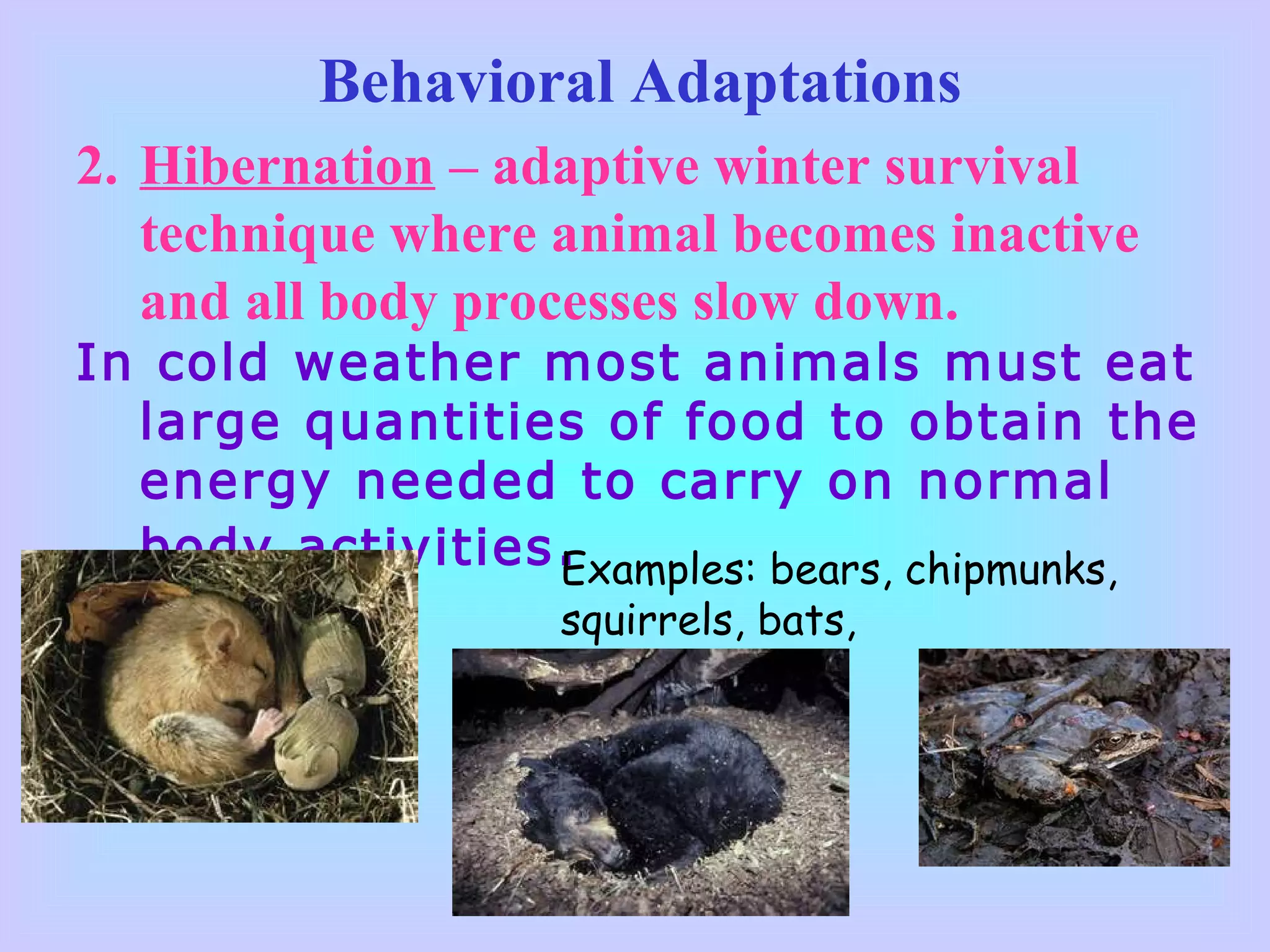 Adaptations ppt | PPT