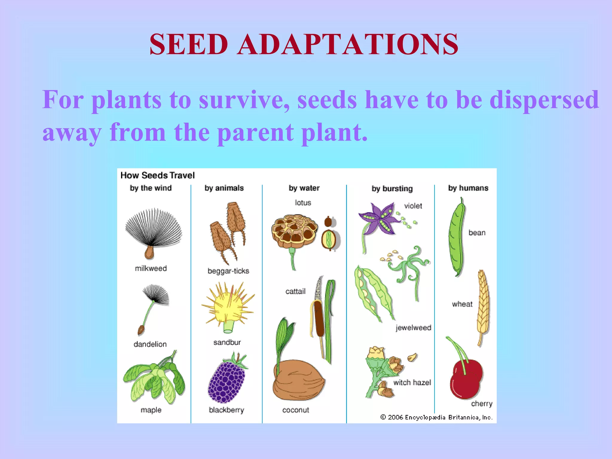 Adaptations ppt | PPT