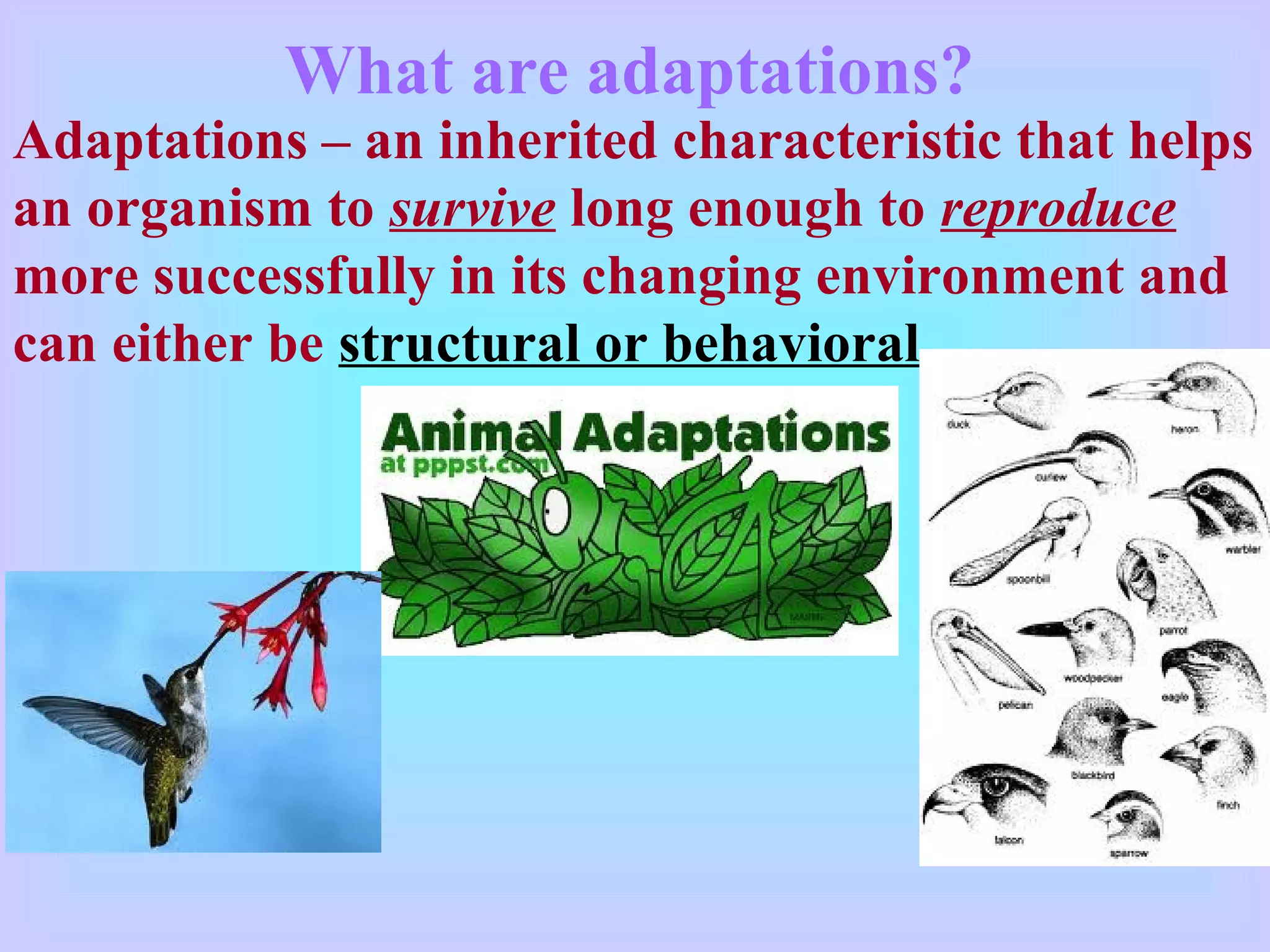 Adaptations ppt | PPT