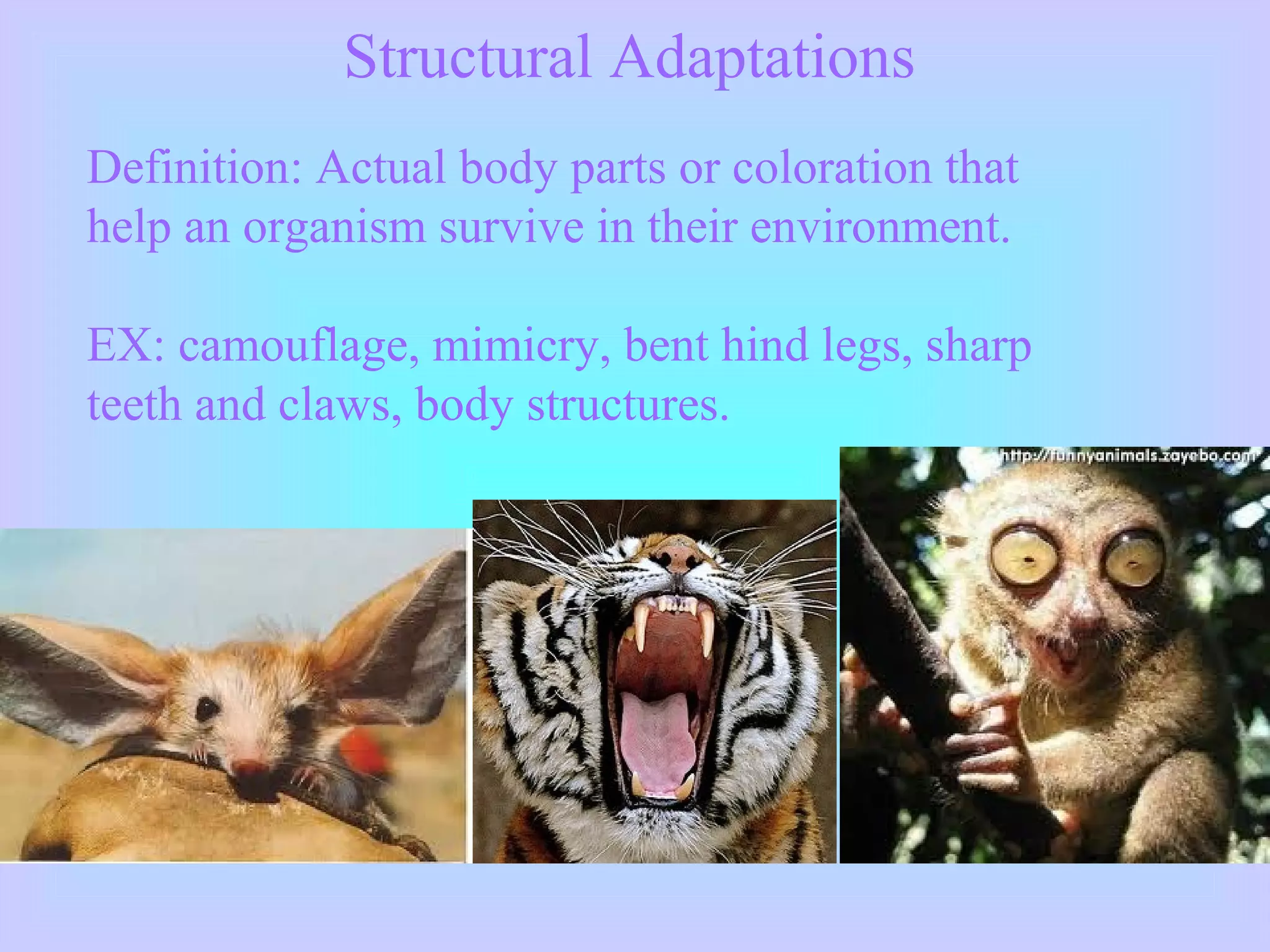Adaptations ppt | PPT