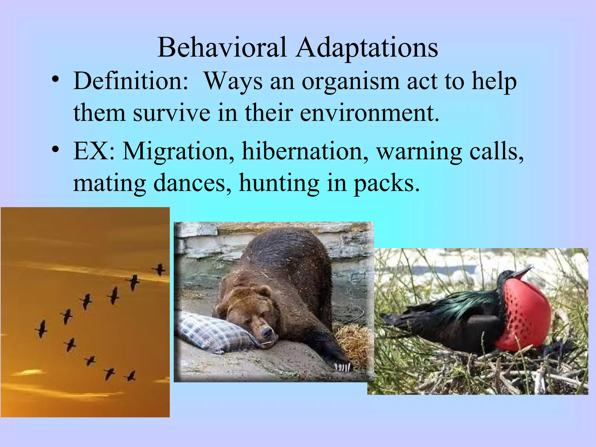 Adaptations ppt | PPT